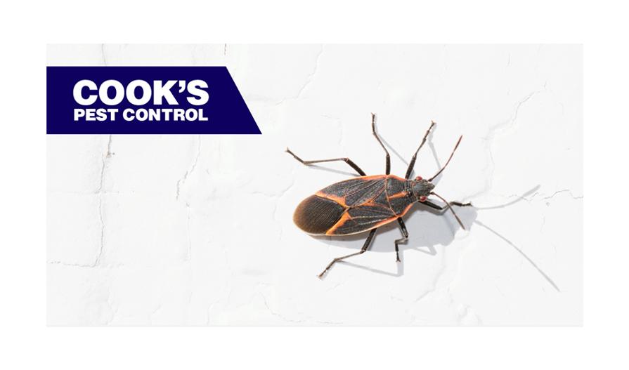 Cook's Pest Control | Pest, Mosquito, and Termite Control