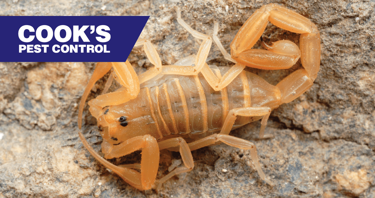 Cook's Pest Control | Pest, Mosquito, and Termite Control