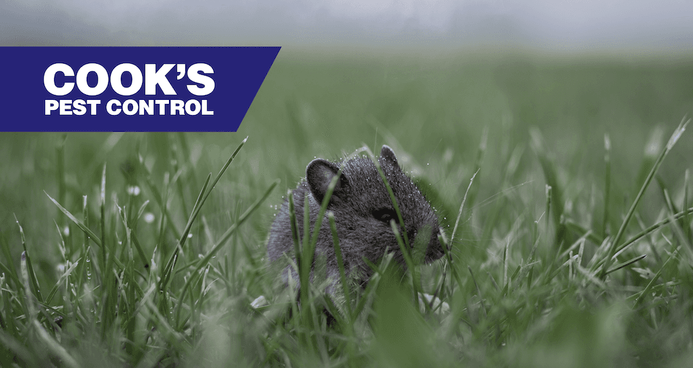 Cook's Pest Control | Pest, Mosquito, and Termite Control