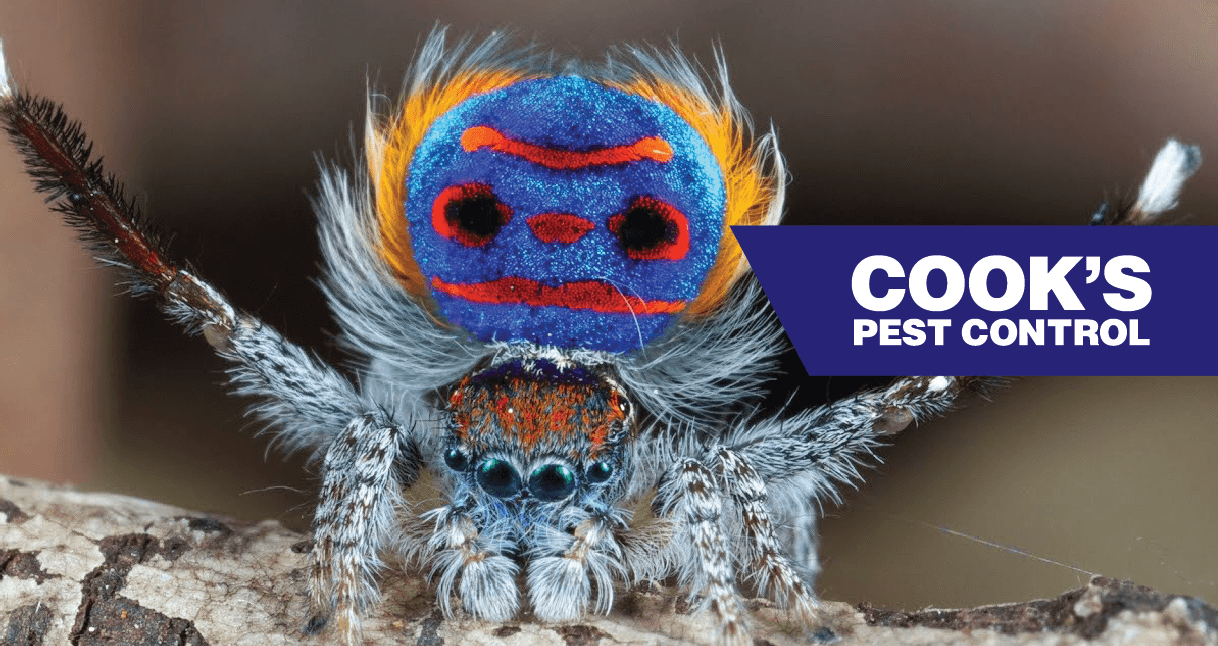 Cook's Pest Control | Pest, Mosquito, and Termite Control