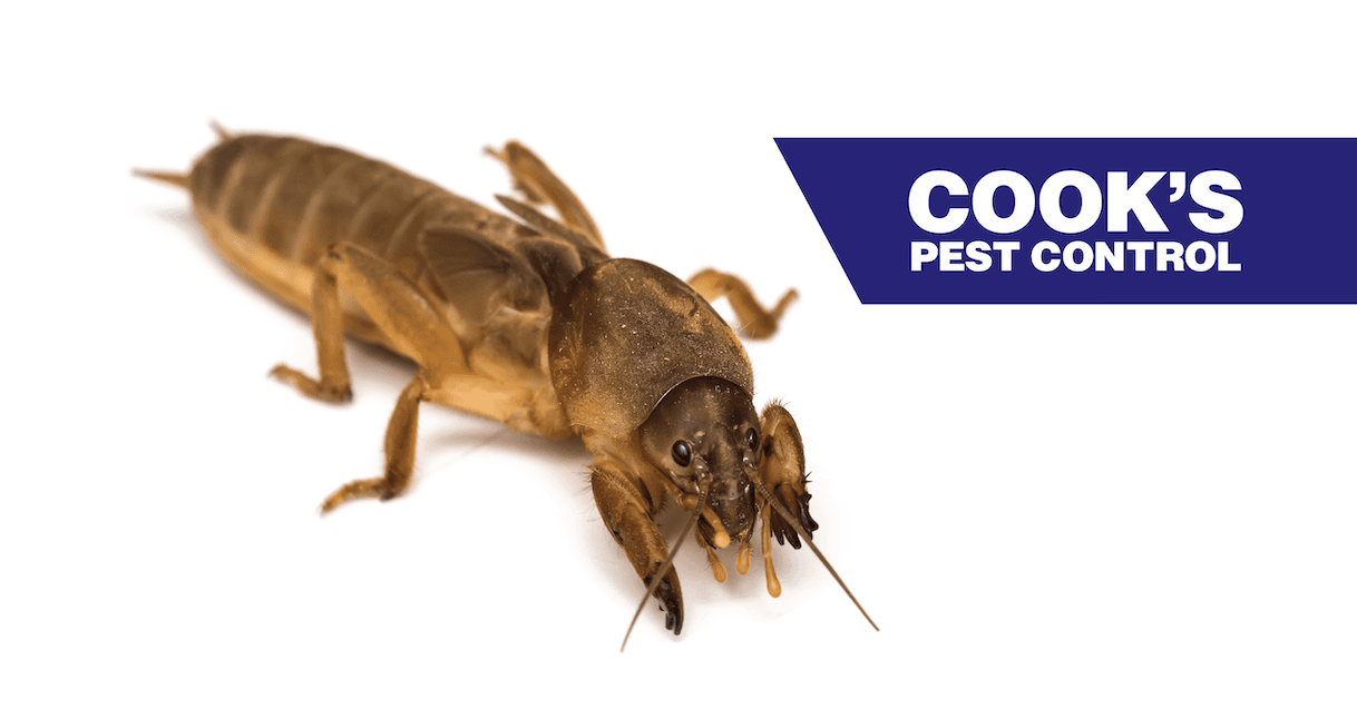 Cook's Pest Control | Pest, Mosquito, and Termite Control